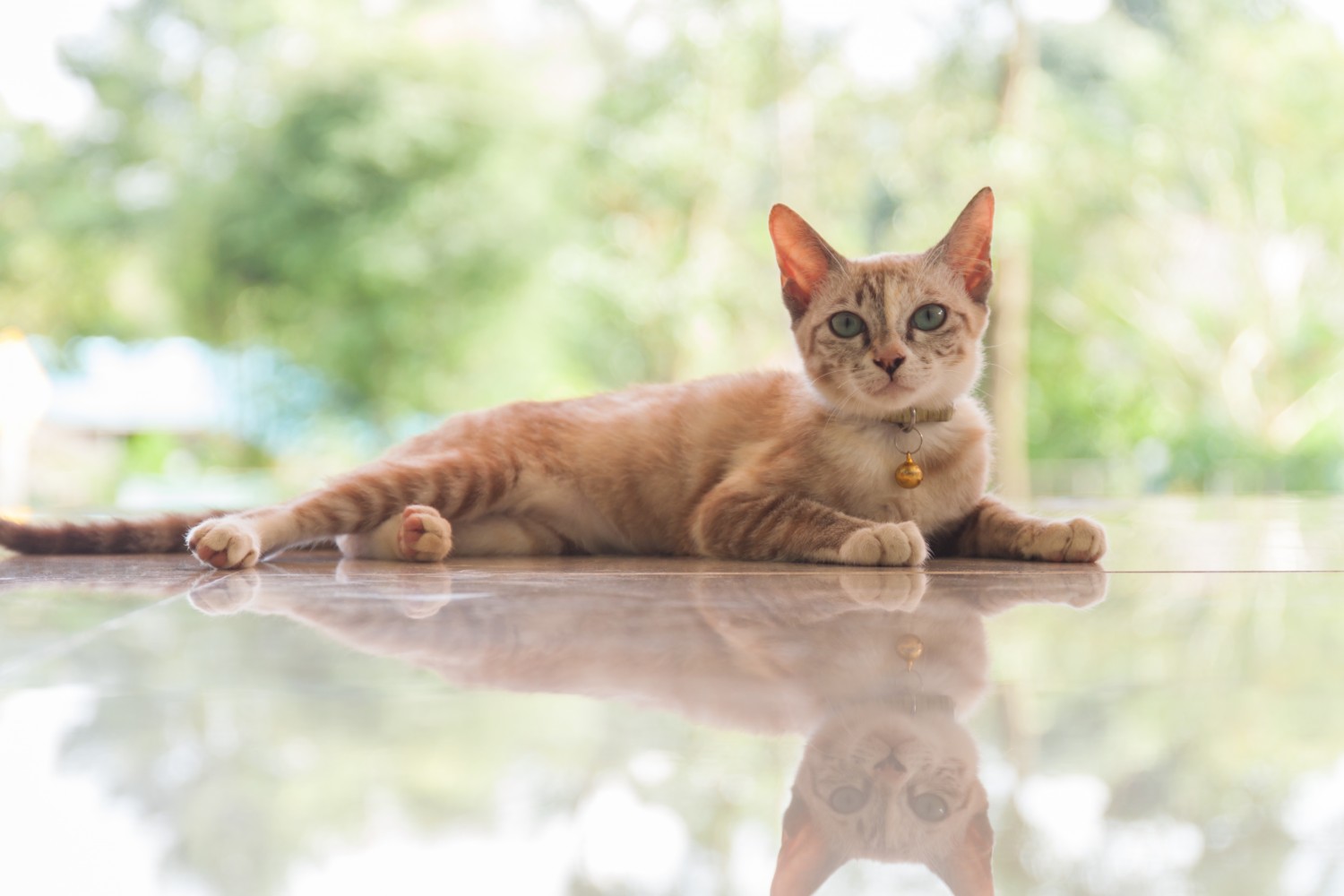 Lighthouse Veterinary Care for Cats - Virginia Beach, VA - Home